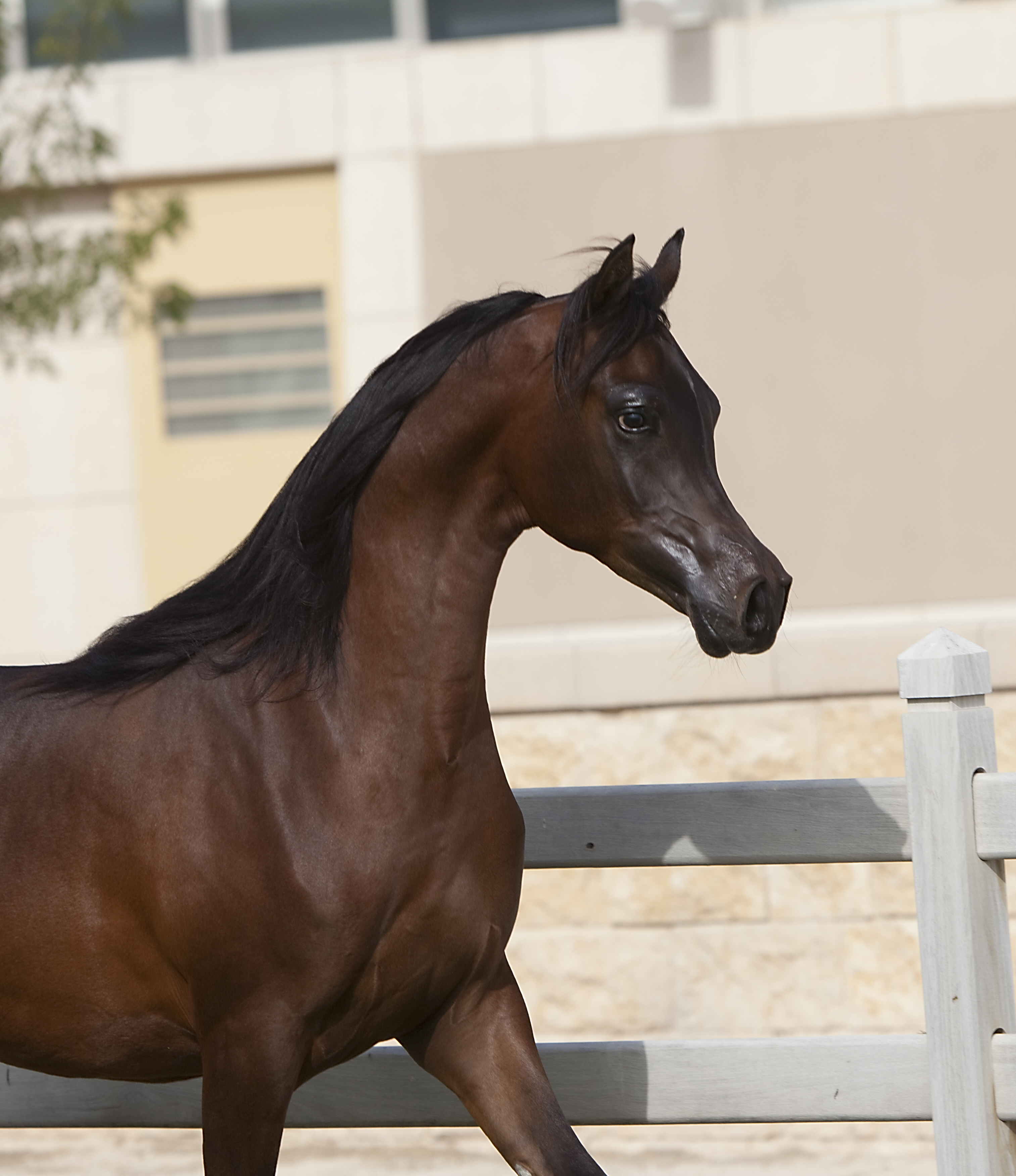 Wadee Al Shaqab | Al Shaqab