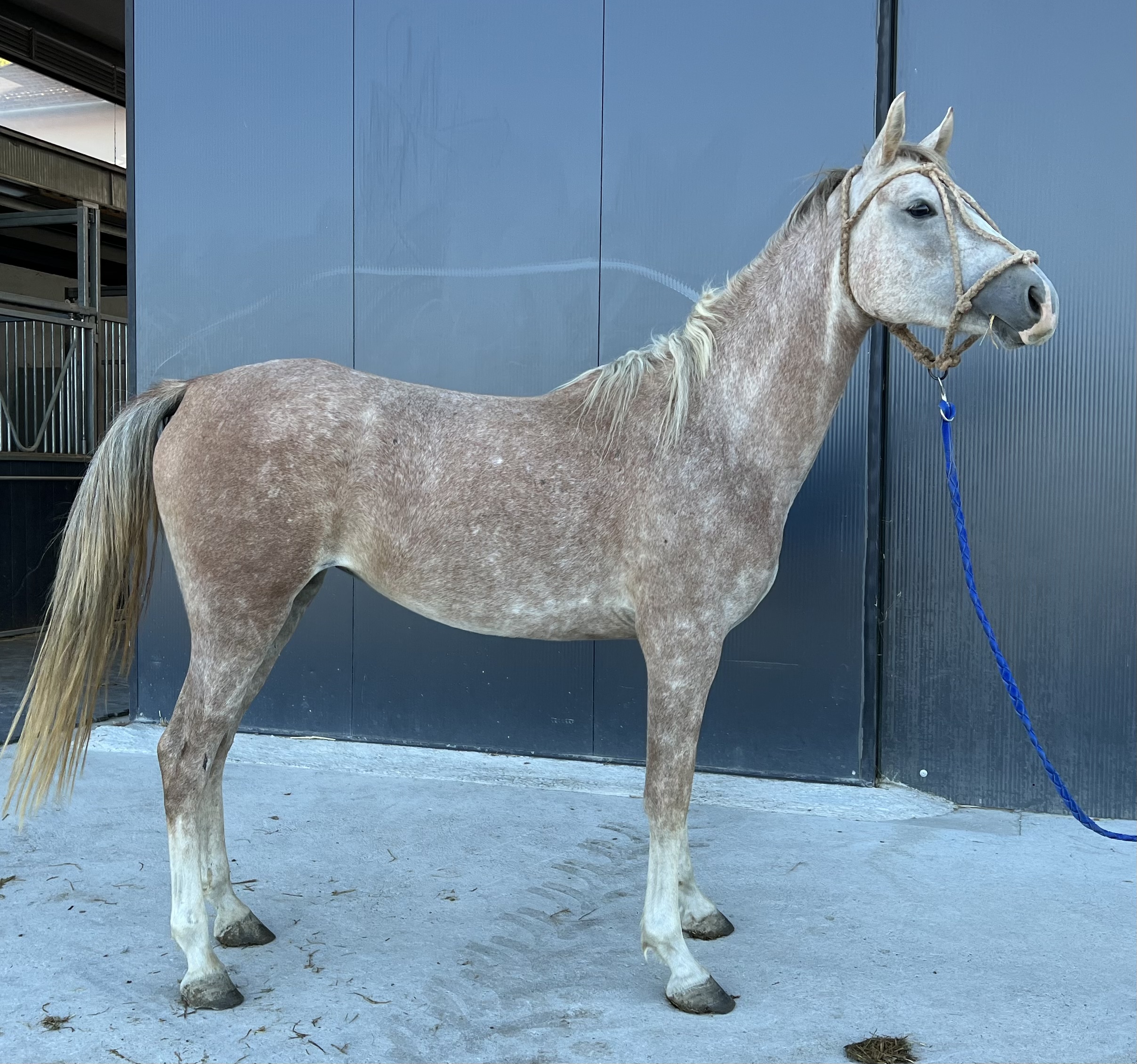 K Shosho Al Shaqab | Al Shaqab